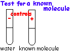 Biological Molecule Tests