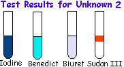 Biological Molecule Tests