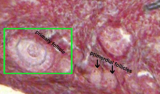 Primordial and Primary Follicles